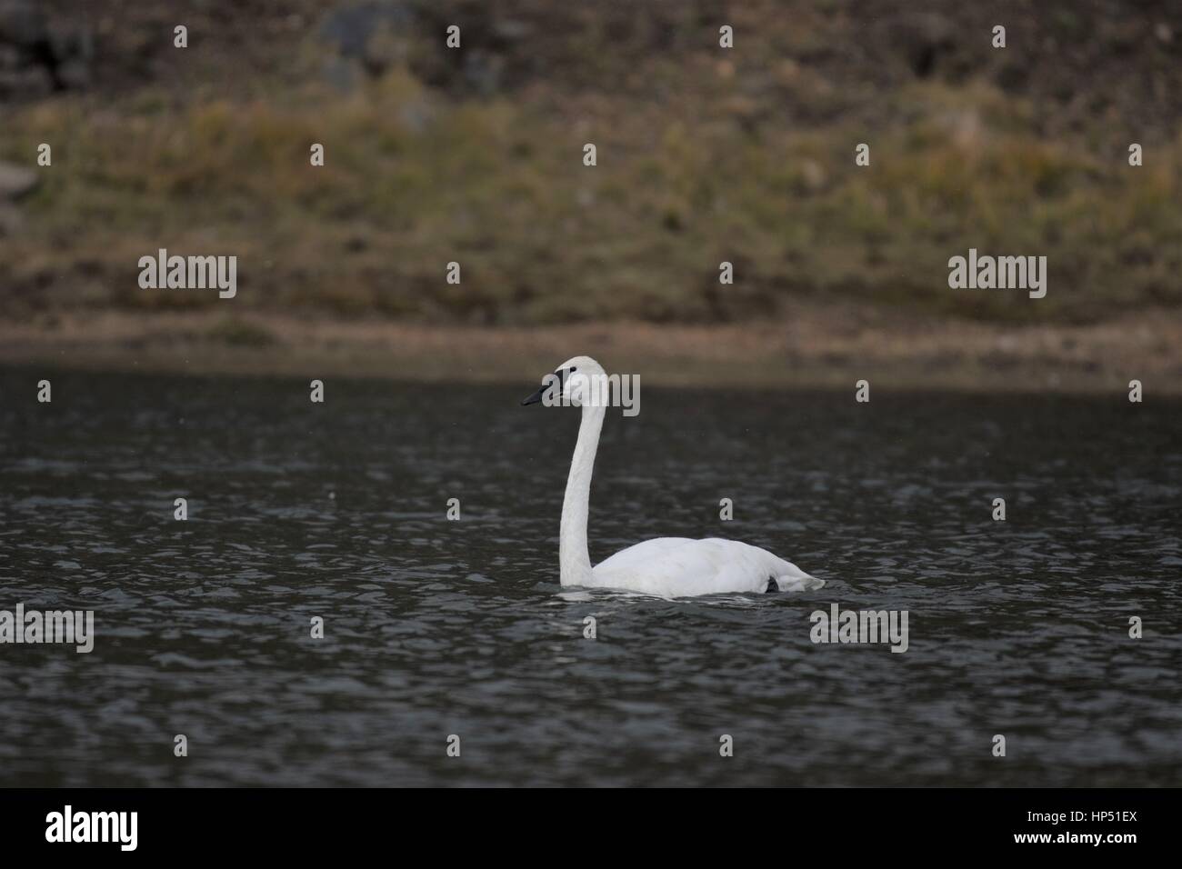 The trumpet of the swan hi-res stock photography and images - Alamy