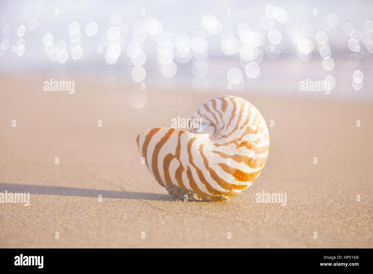 nautilus shell on golden beach sand and glitter seascape background ...