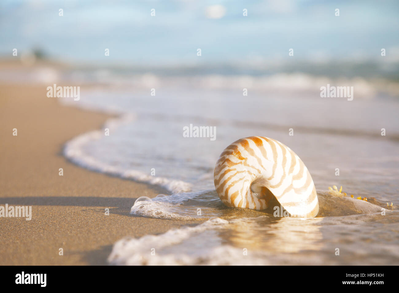 golden nautilus shell in sea water with sun on sunrise Stock Photo - Alamy