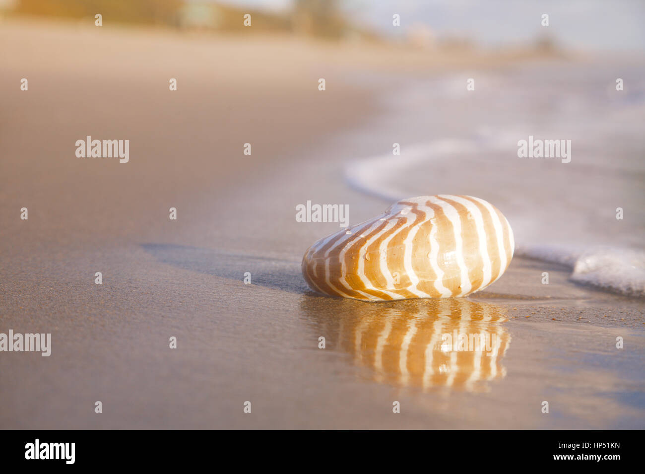 Golden sunrise nautilus shell in hi-res stock photography and images ...