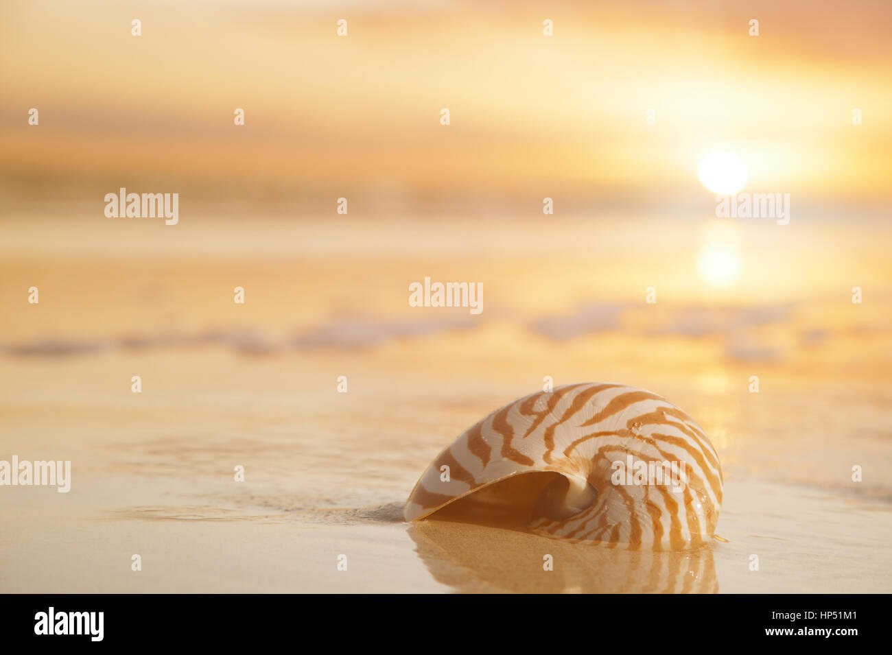 golden nautilus shell in sea water with sun on sunrise Stock Photo - Alamy
