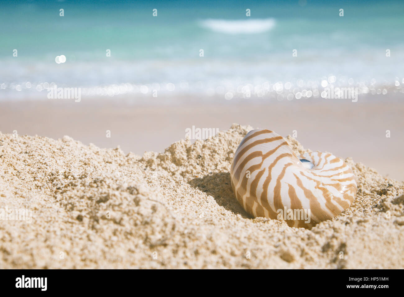 nautilus shell on golden beach sand and glitter seascape background ...
