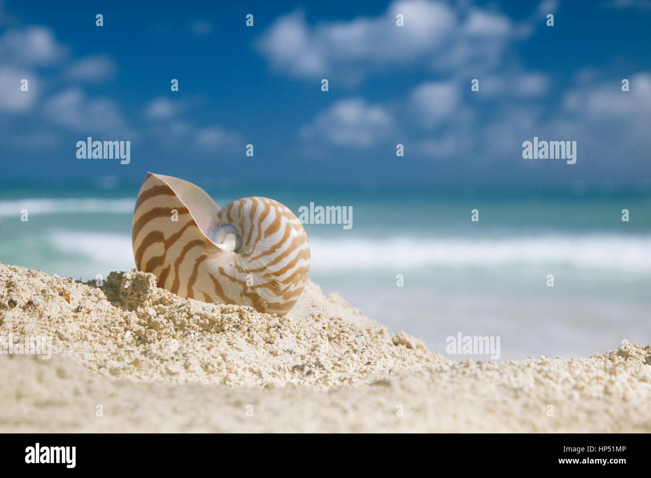 nautilus shell on golden beach sand and glitter seascape background ...