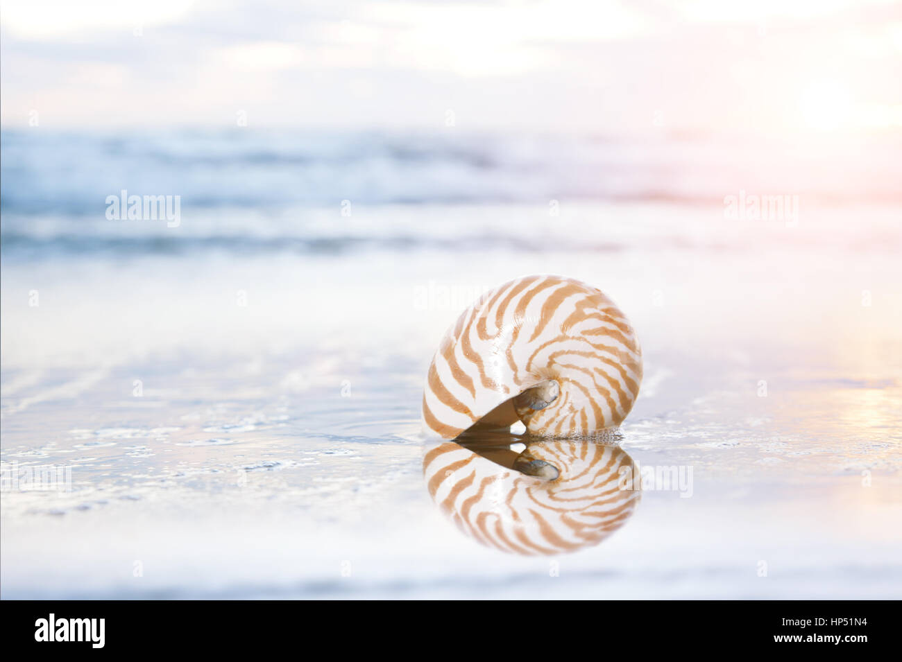golden nautilus shell in sea water with sun on sunrise Stock Photo - Alamy
