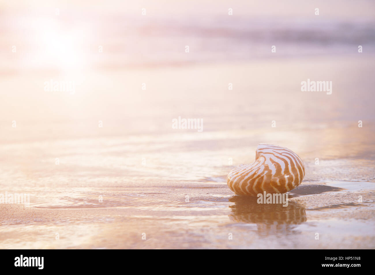 golden nautilus shell in sea water with sun on sunrise Stock Photo - Alamy