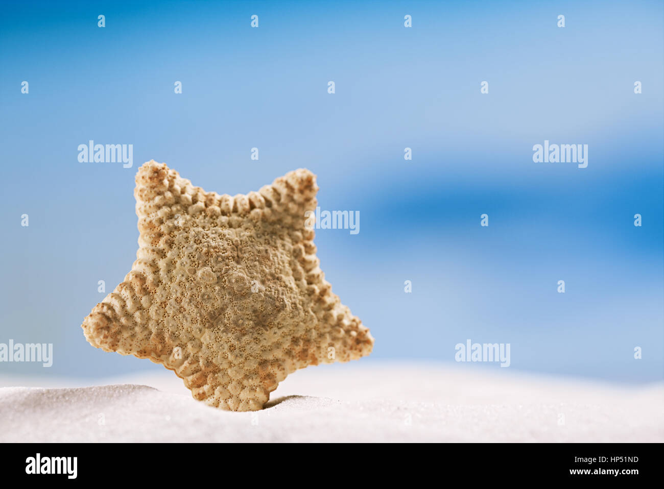 rare deepwater starfish with ocean, on white sand beach, sky and ...