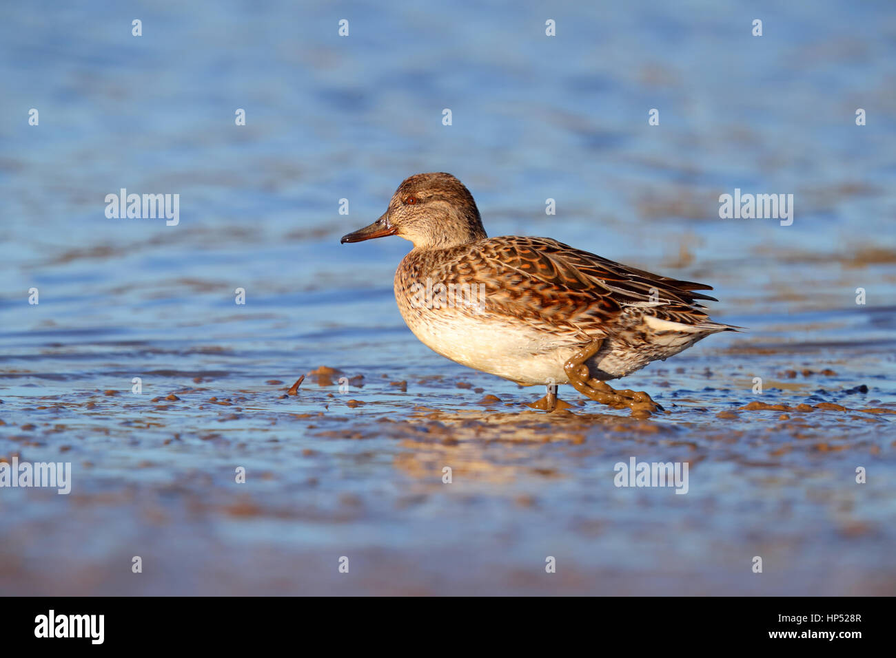 Female Teal Duck Anas High Resolution Stock Photography and Images - Alamy