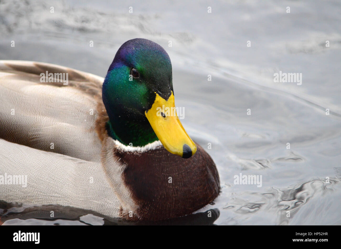 Mallard duck close up hi-res stock photography and images - Alamy