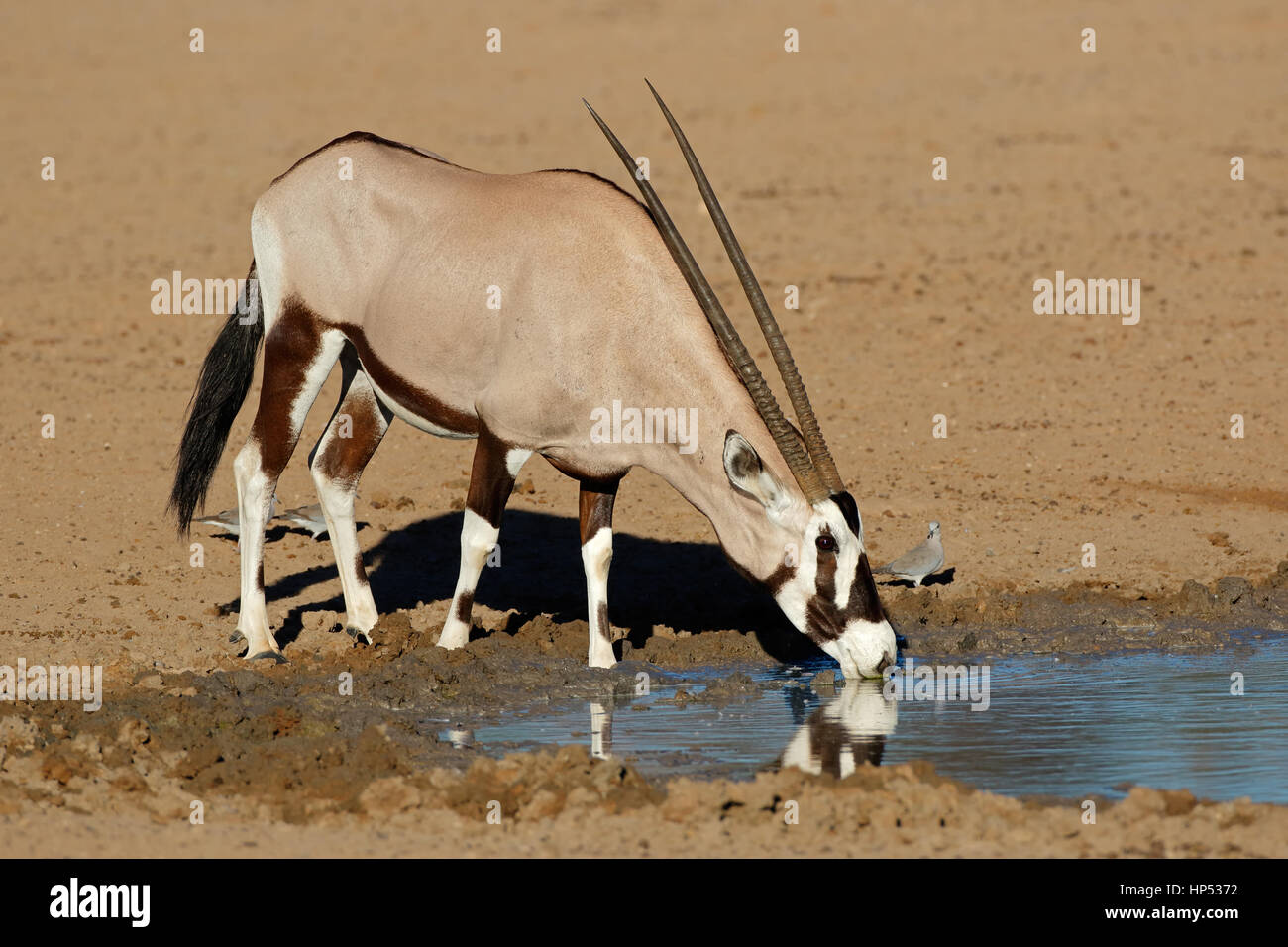 Gemsbok by waterhole hi-res stock photography and images - Alamy