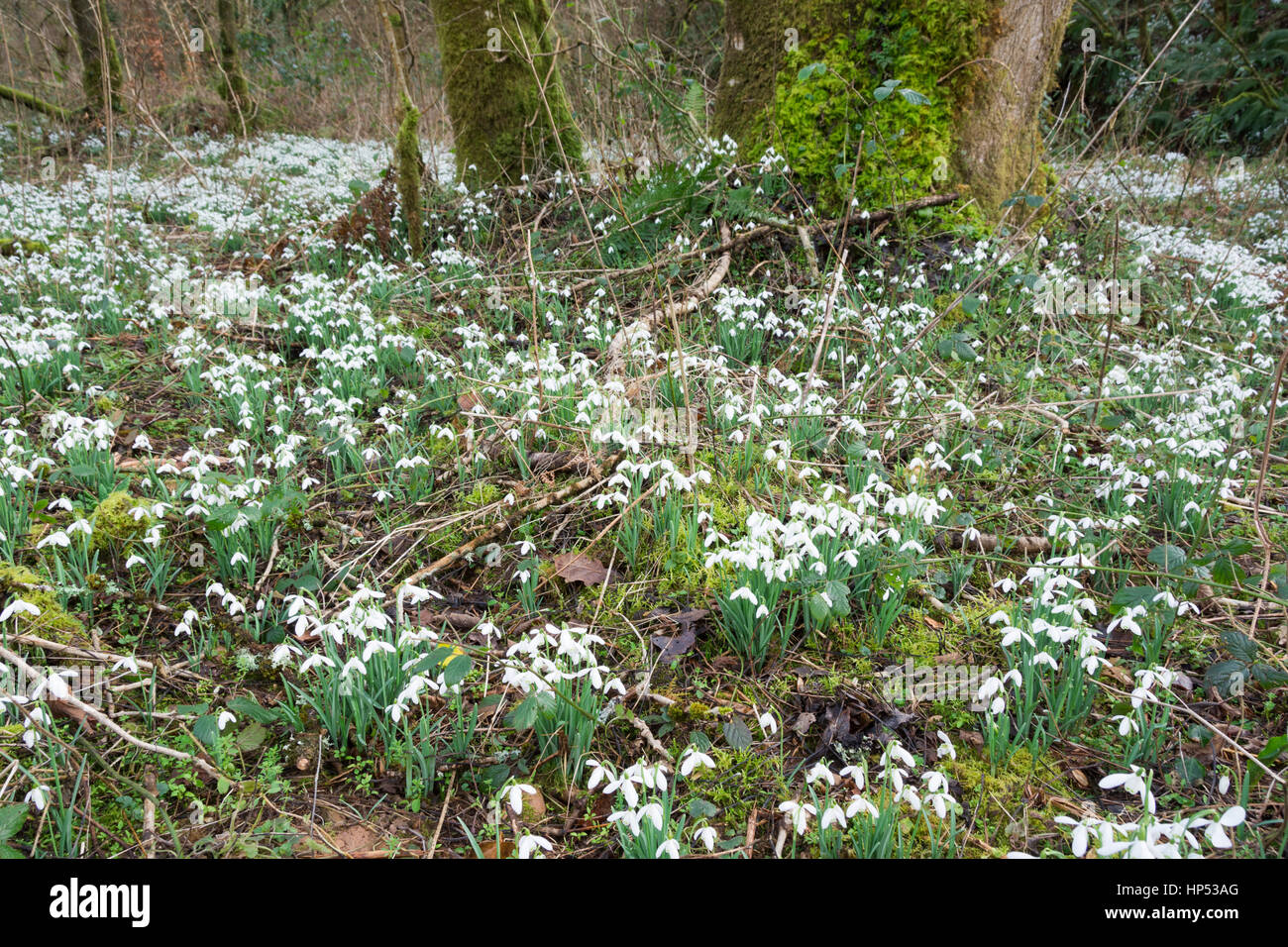 Valley just outside WheddonCross on Exmoor that is thought to have been ...