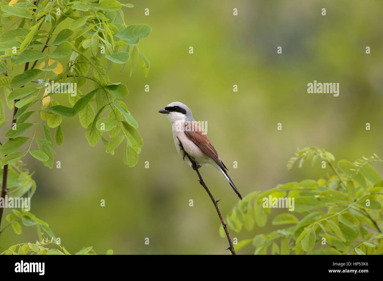 Adult red backed shrike hi-res stock photography and images - Alamy
