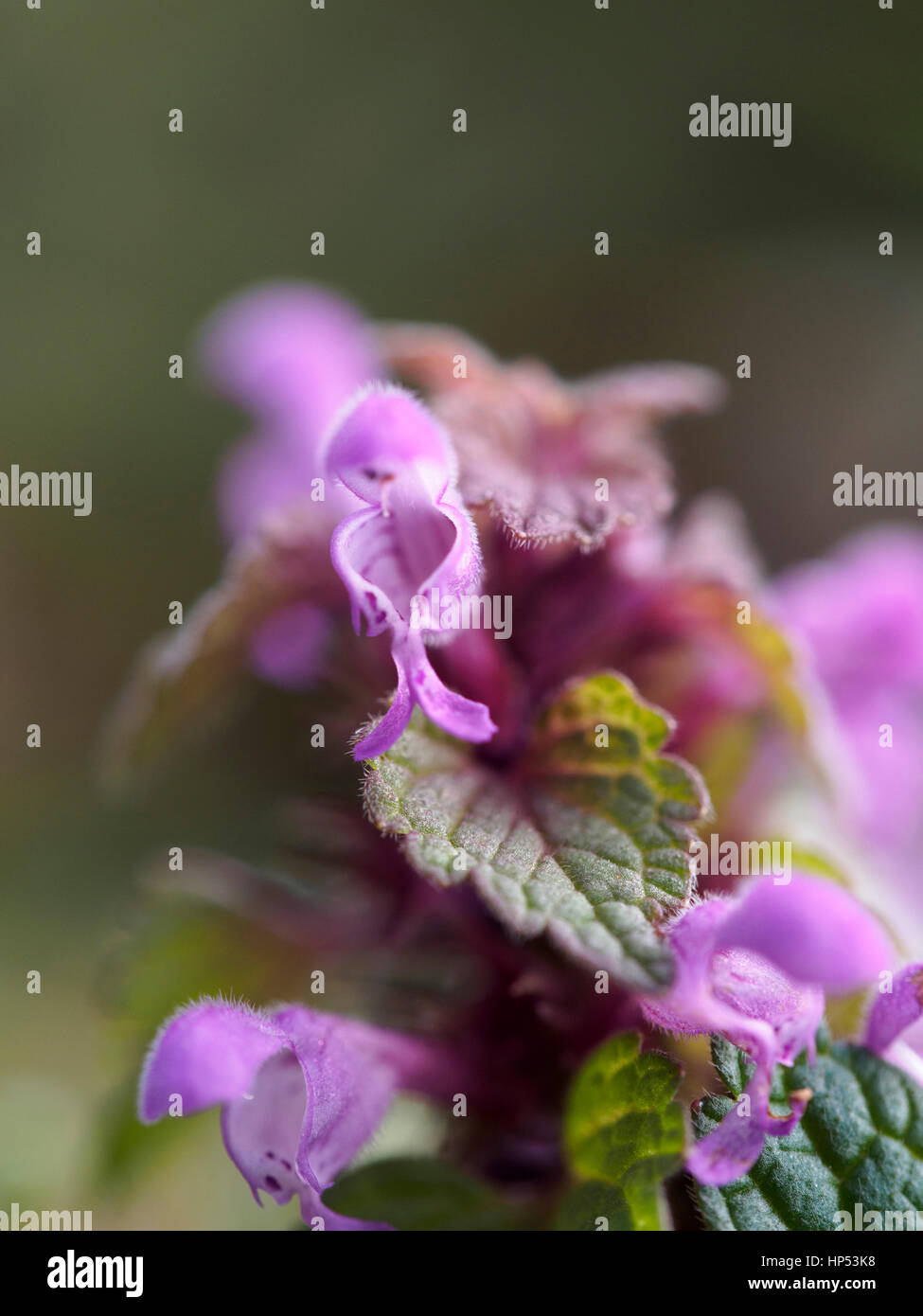 Lamium maculatum, spotted dead-nettle Stock Photo - Alamy