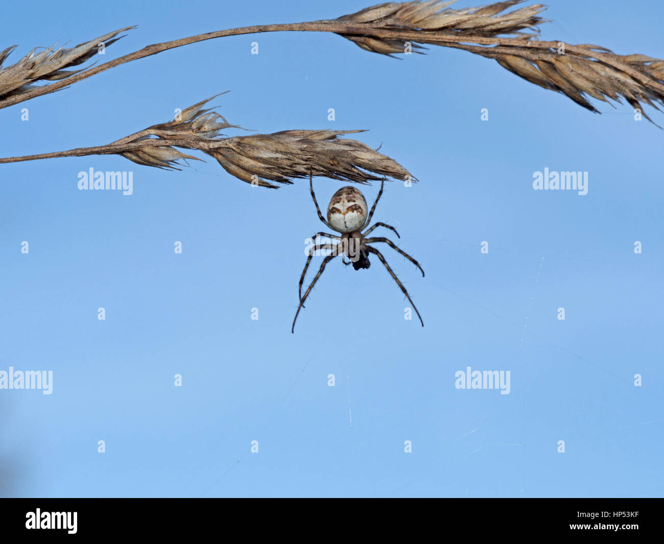 Araneus diadematus, cross-spider Stock Photo - Alamy