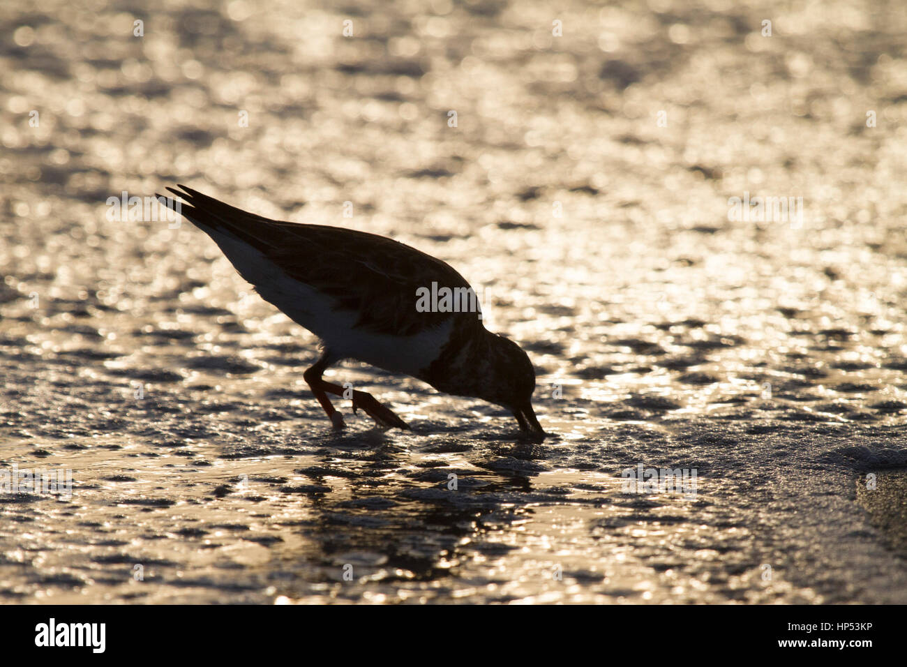 Grey plover winter plumage hi-res stock photography and images - Alamy