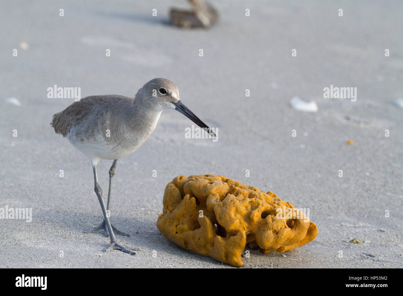Willet wading in the sea hi-res stock photography and images - Alamy