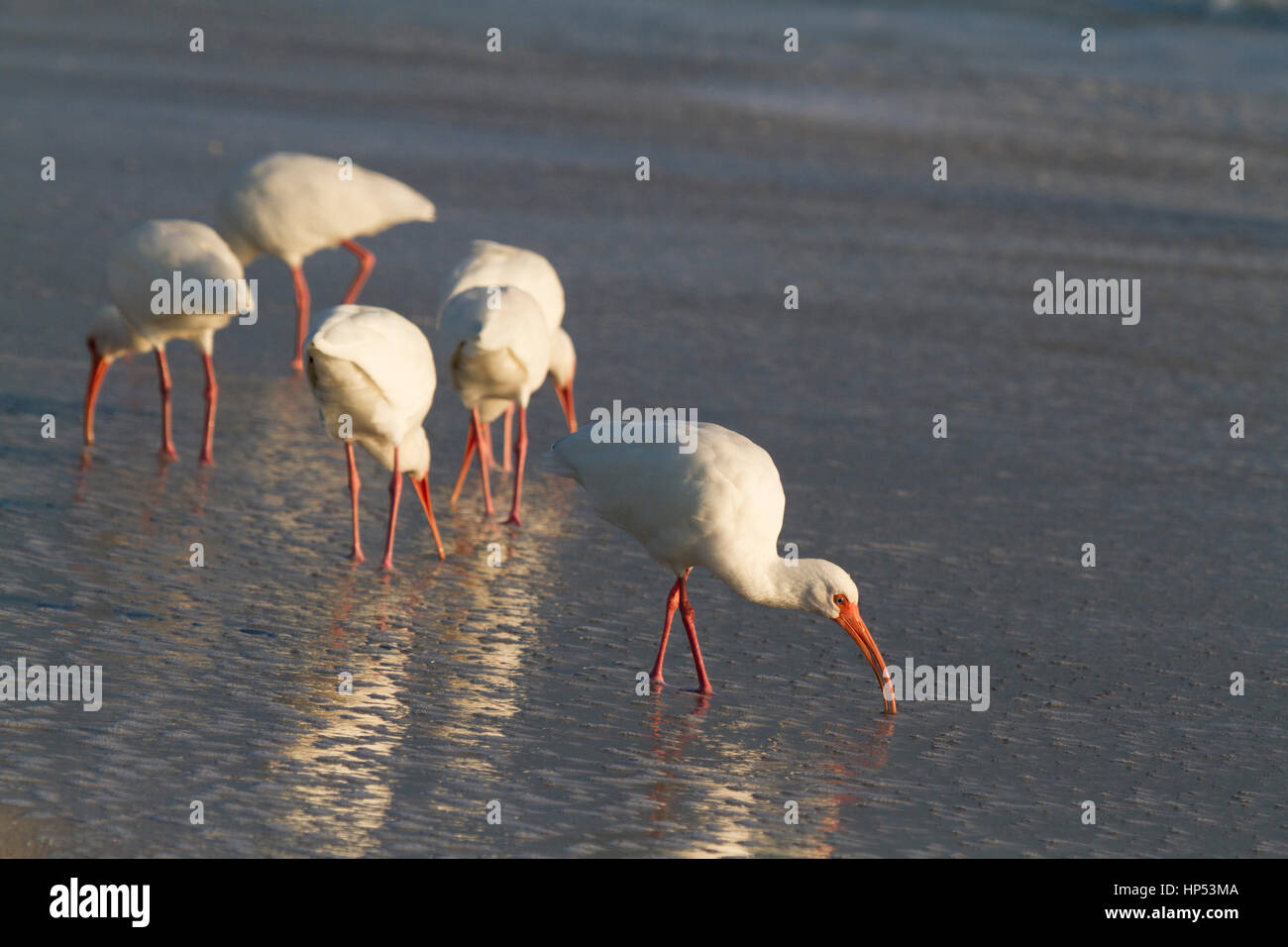 American White Ibis looking for food on the beach in Florida Stock ...