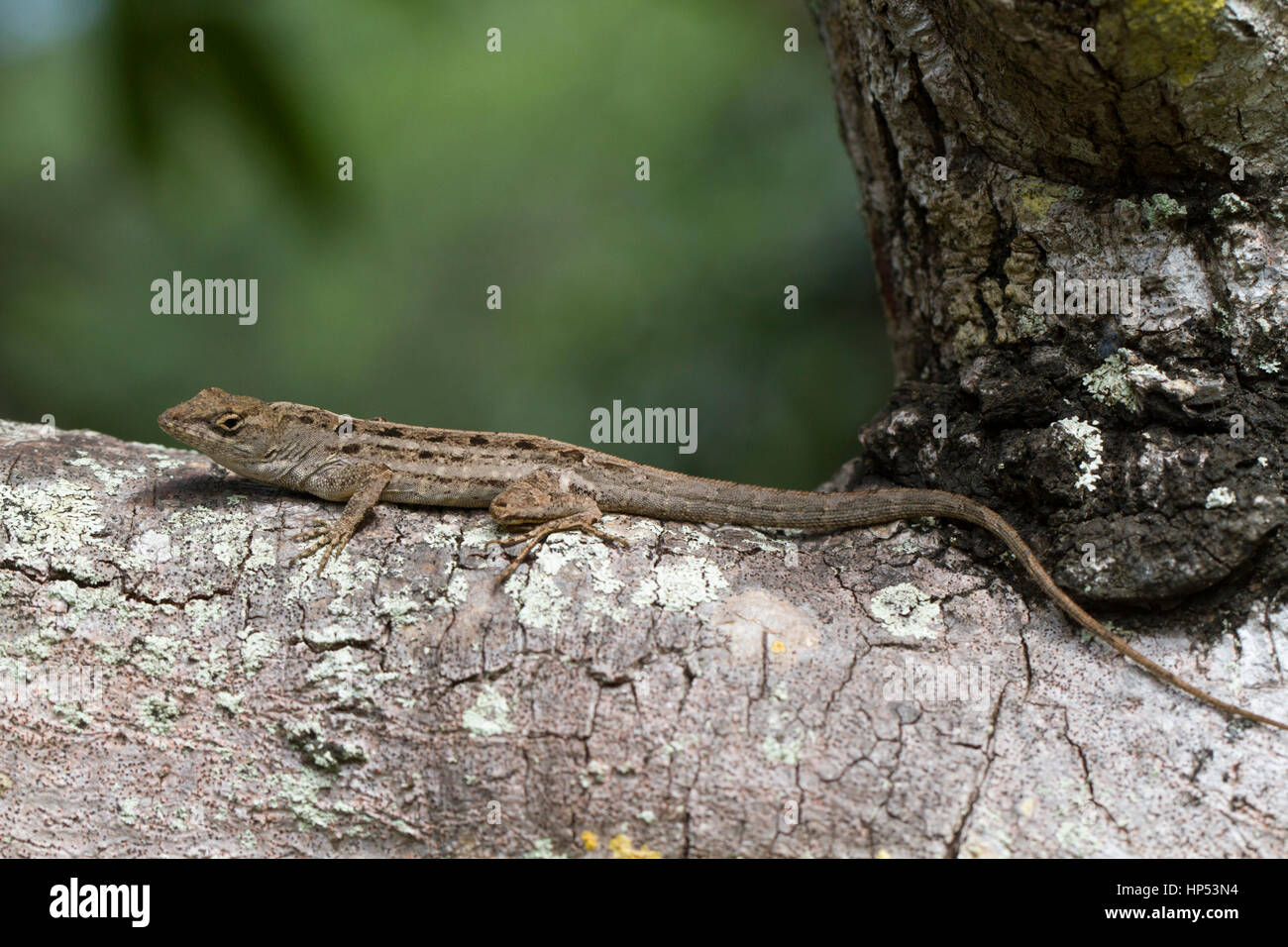 Brown anole (Anolis sagrei) in Florida Stock Photo - Alamy