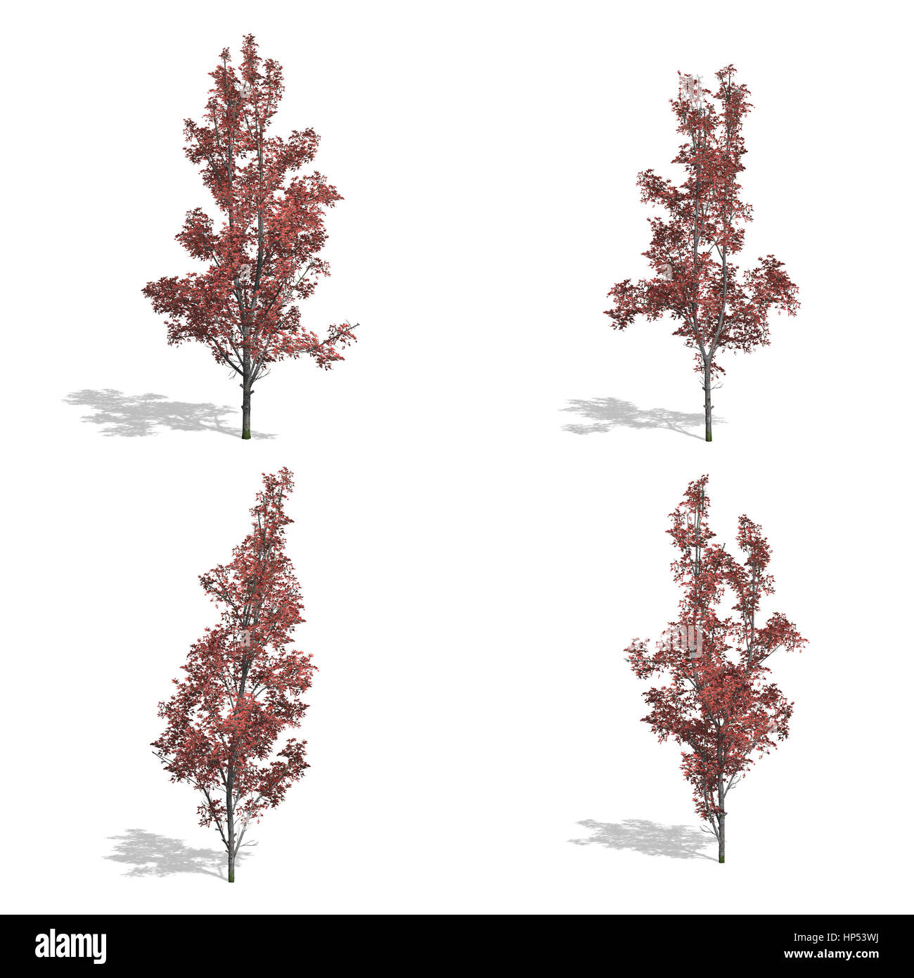 mountain maple fall trees, isolated on white background Stock Photo - Alamy