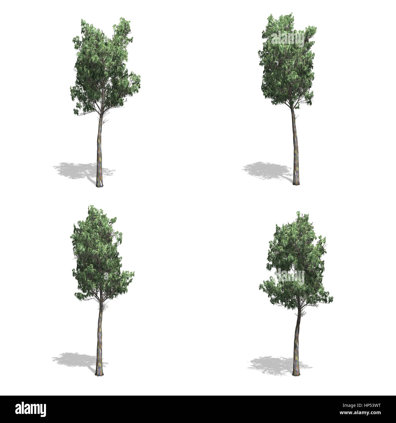 gum trees, isolated on white background Stock Photo - Alamy