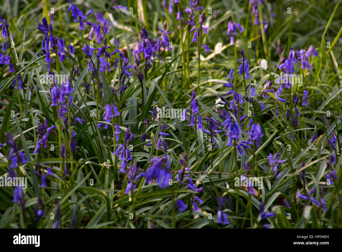 The bluebells flowers during springtime in Hallerbos, Halle, Belgium ...