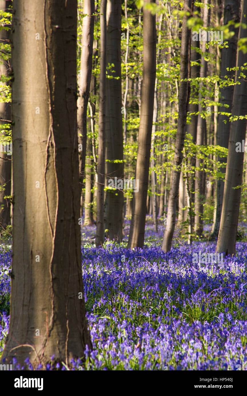 The bluebells flowers during springtime in Hallerbos, Halle, Belgium ...