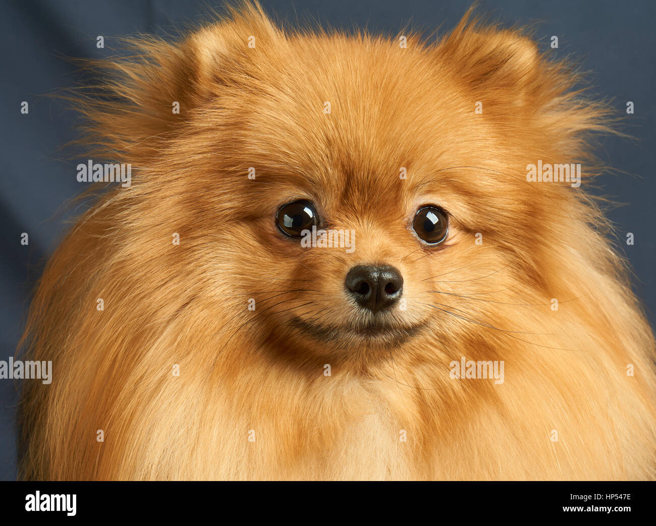 Close-up portrait of one red Pomeranian dog Stock Photo - Alamy
