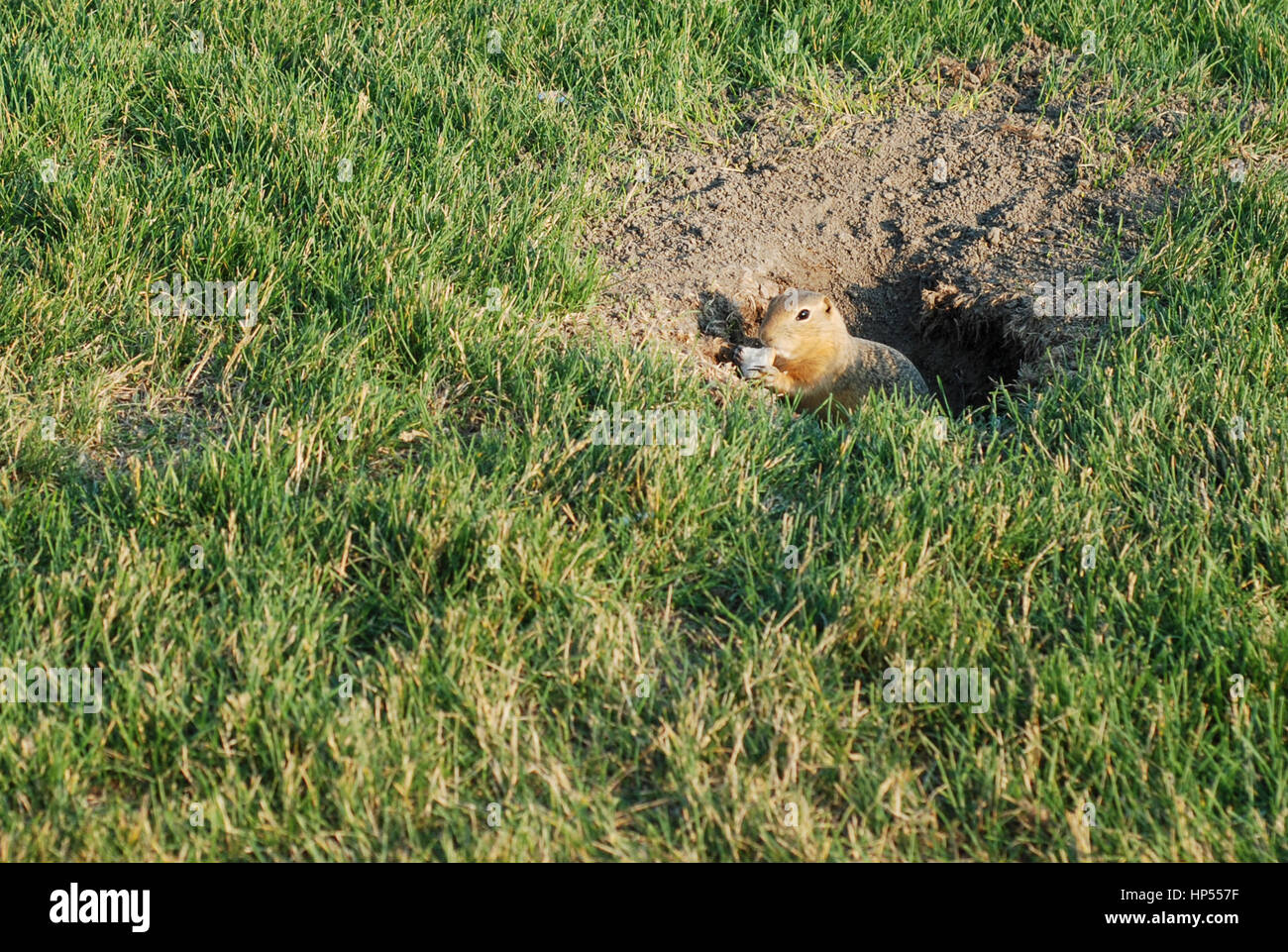 Curious gopher peeking outside its home in summer Stock Photo - Alamy