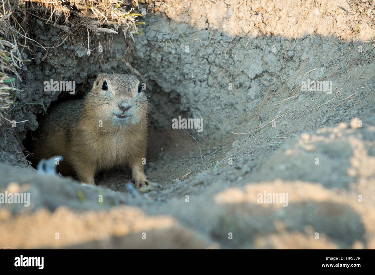 Curious gopher peeking outside its home in summer Stock Photo - Alamy