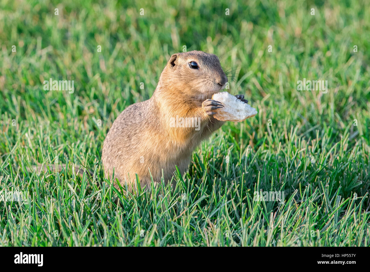 Curious gopher peeking outside its home in summer Stock Photo - Alamy