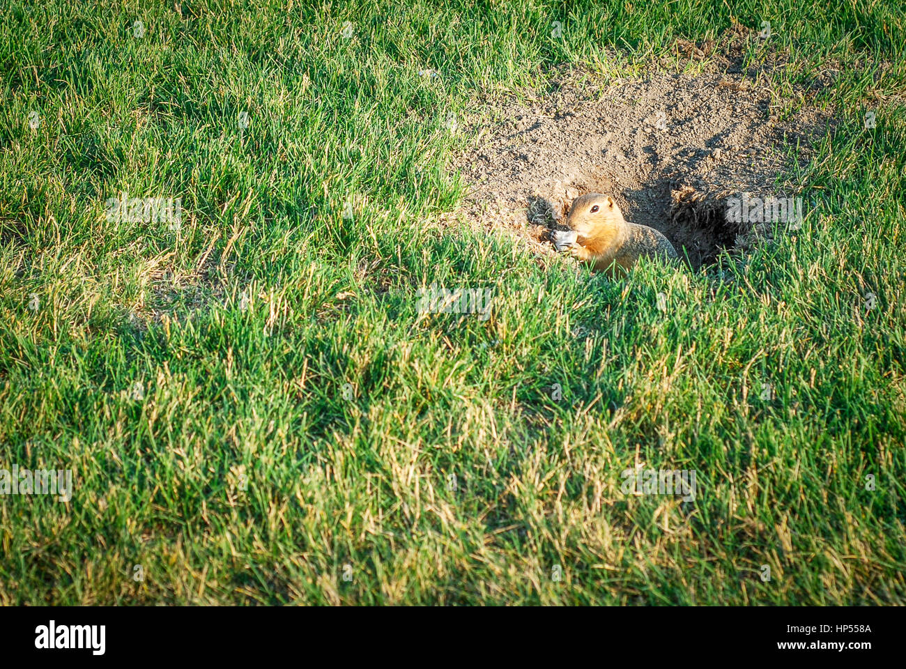 Curious gopher peeking outside its home in summer Stock Photo - Alamy