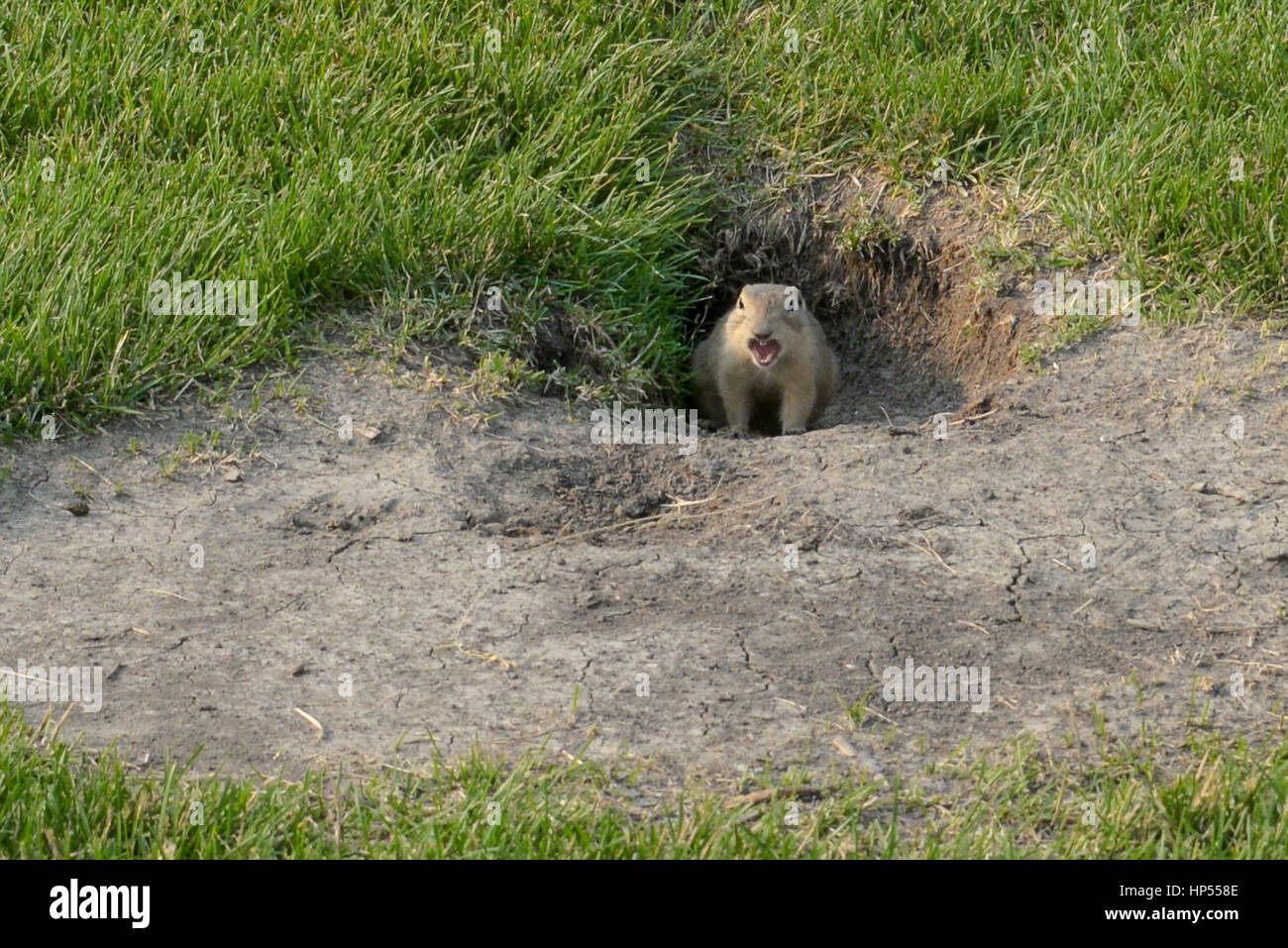Curious gopher peeking outside its home in summer Stock Photo - Alamy