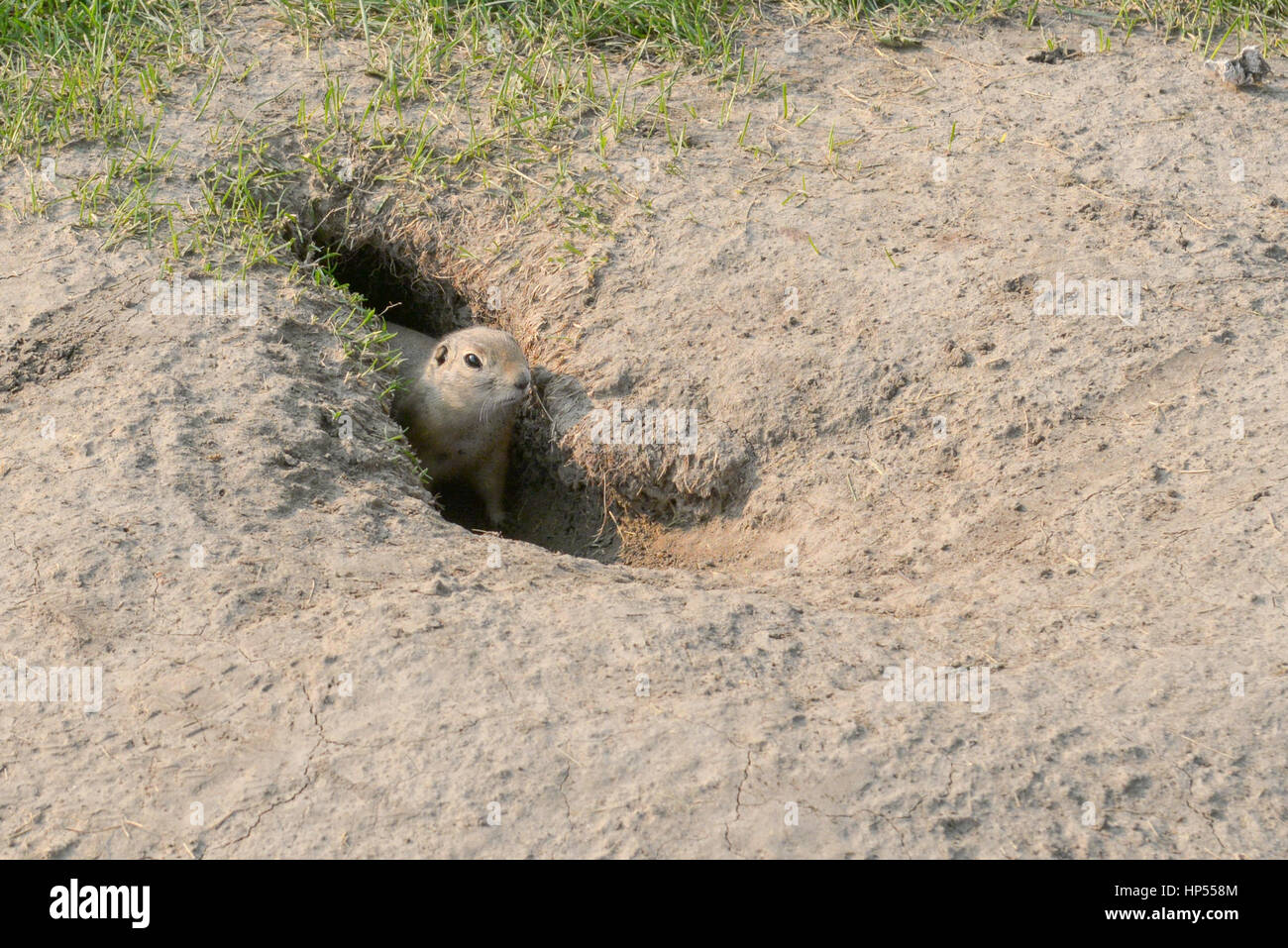 Curious gopher peeking outside its home in summer Stock Photo - Alamy