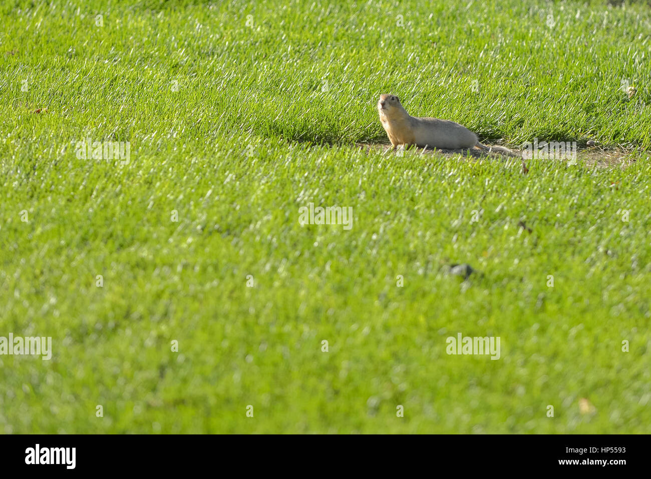 Curious gopher peeking outside its home in summer Stock Photo - Alamy