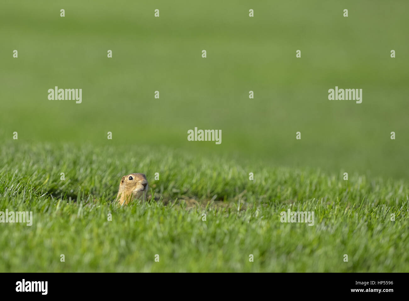 Curious gopher peeking outside its home in summer Stock Photo - Alamy