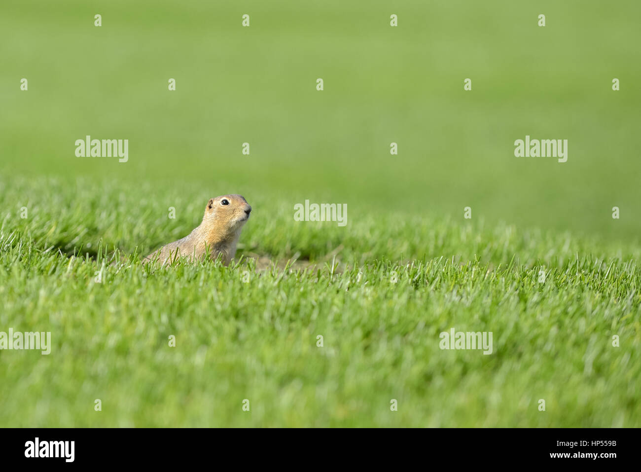 Curious gopher peeking outside its home in summer Stock Photo - Alamy