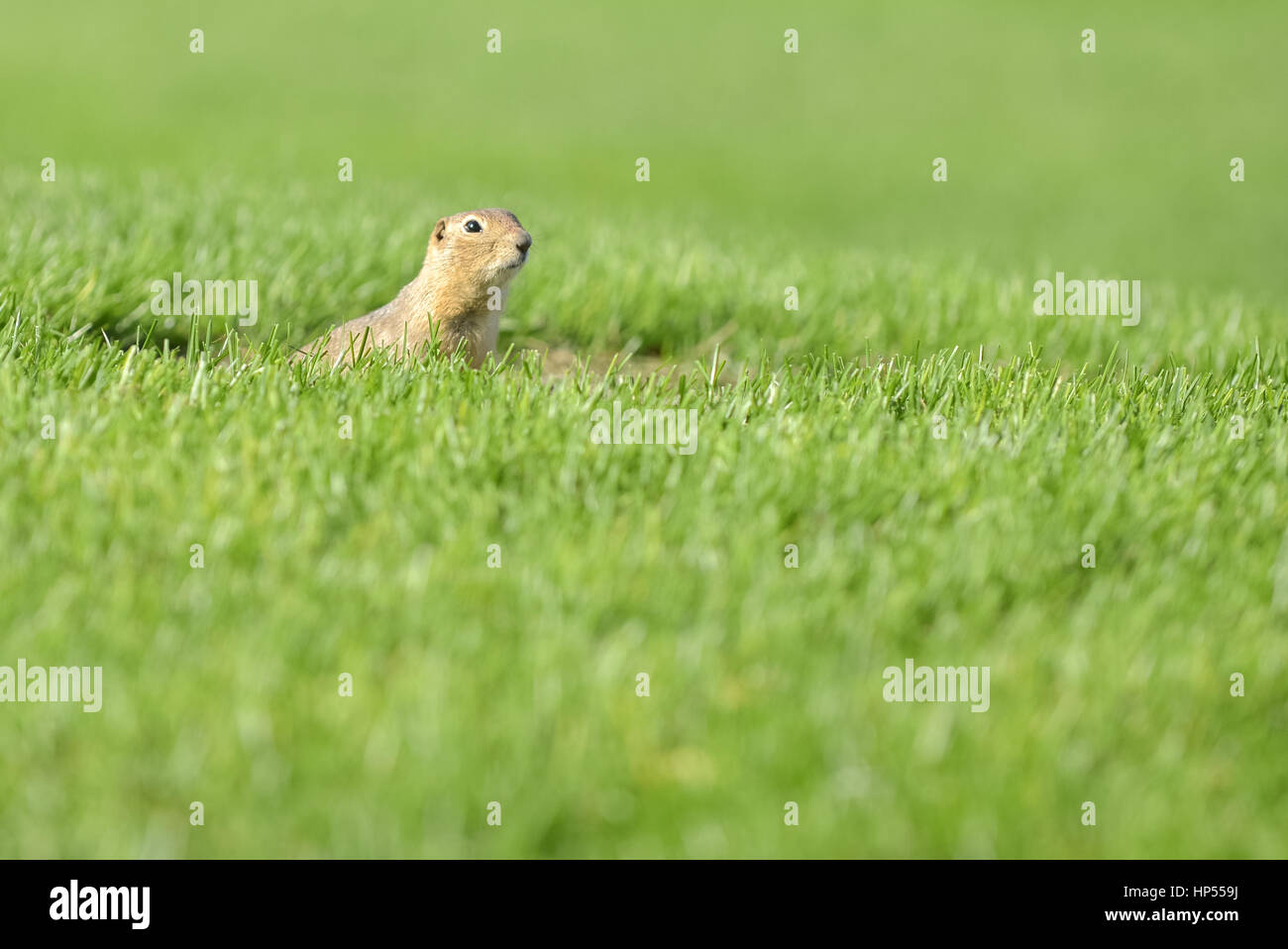 Curious gopher peeking outside its home in summer Stock Photo - Alamy