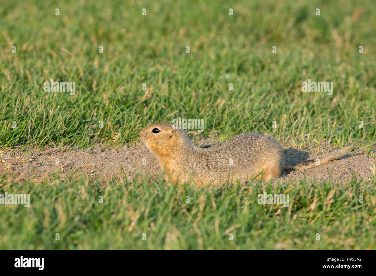 Curious gopher peeking outside its home in summer Stock Photo - Alamy