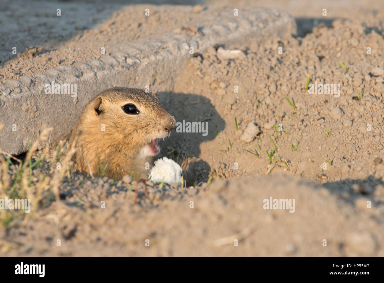Curious gopher peeking outside its home in summer Stock Photo - Alamy