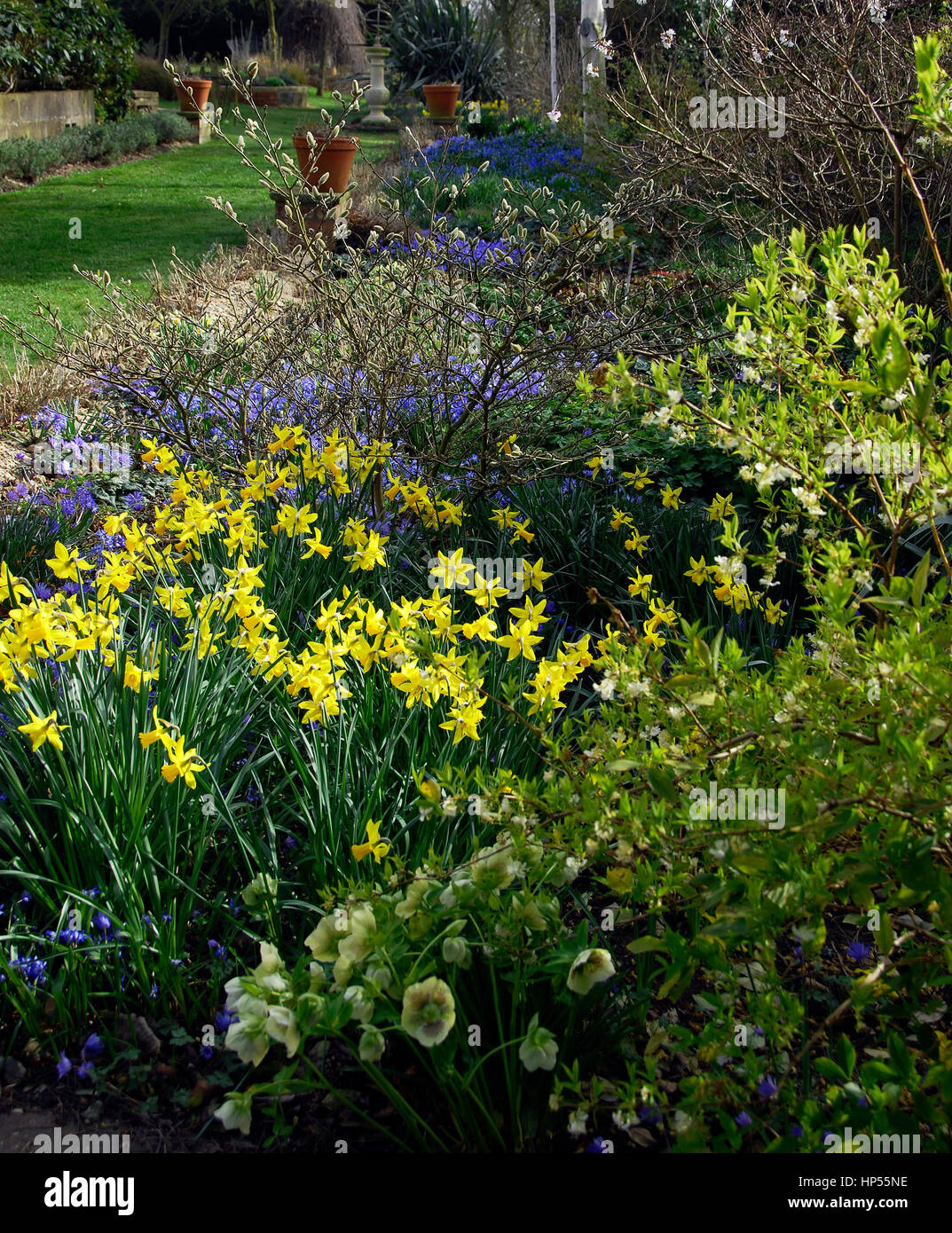 Spring border hellebores hi-res stock photography and images - Alamy