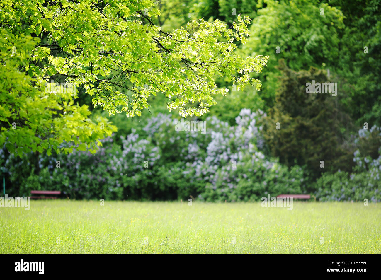 Nature green background, outdoor Stock Photo - Alamy