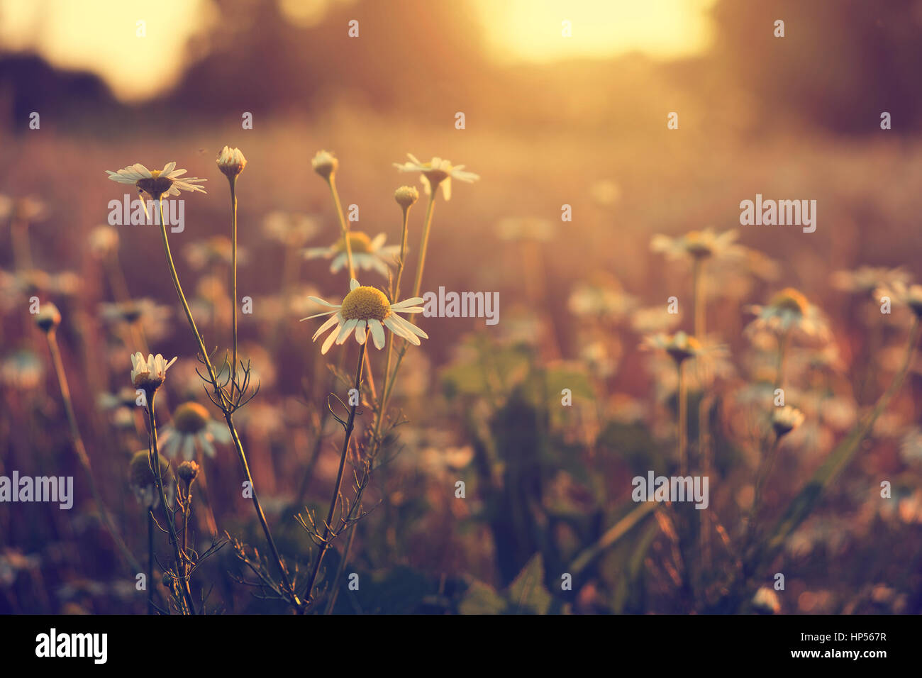 Amazing wildflowers in sunset Stock Photo - Alamy