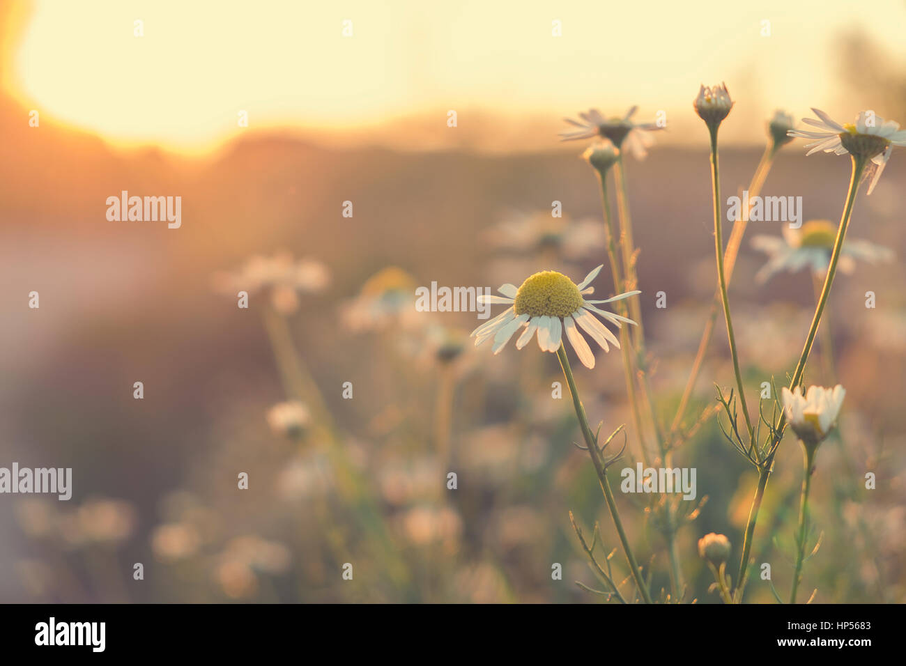 Amazing wildflowers in sunset Stock Photo - Alamy