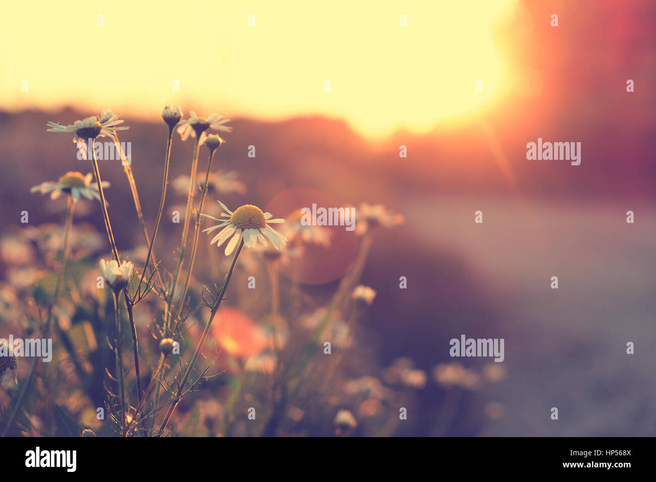 Amazing wildflowers in sunset Stock Photo - Alamy