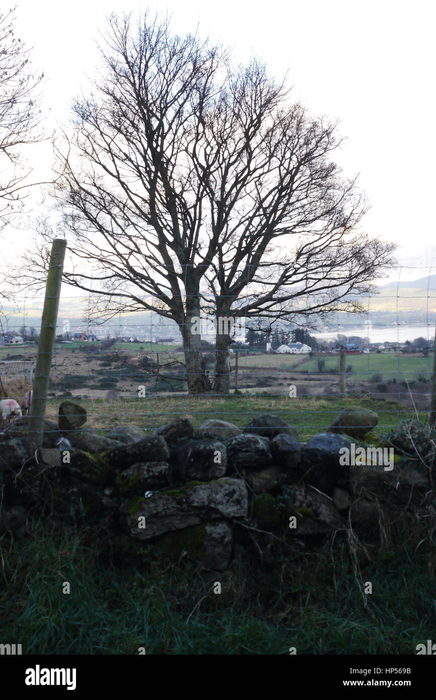 The Winter tree. A winter time tree stands proud but leafless in ...