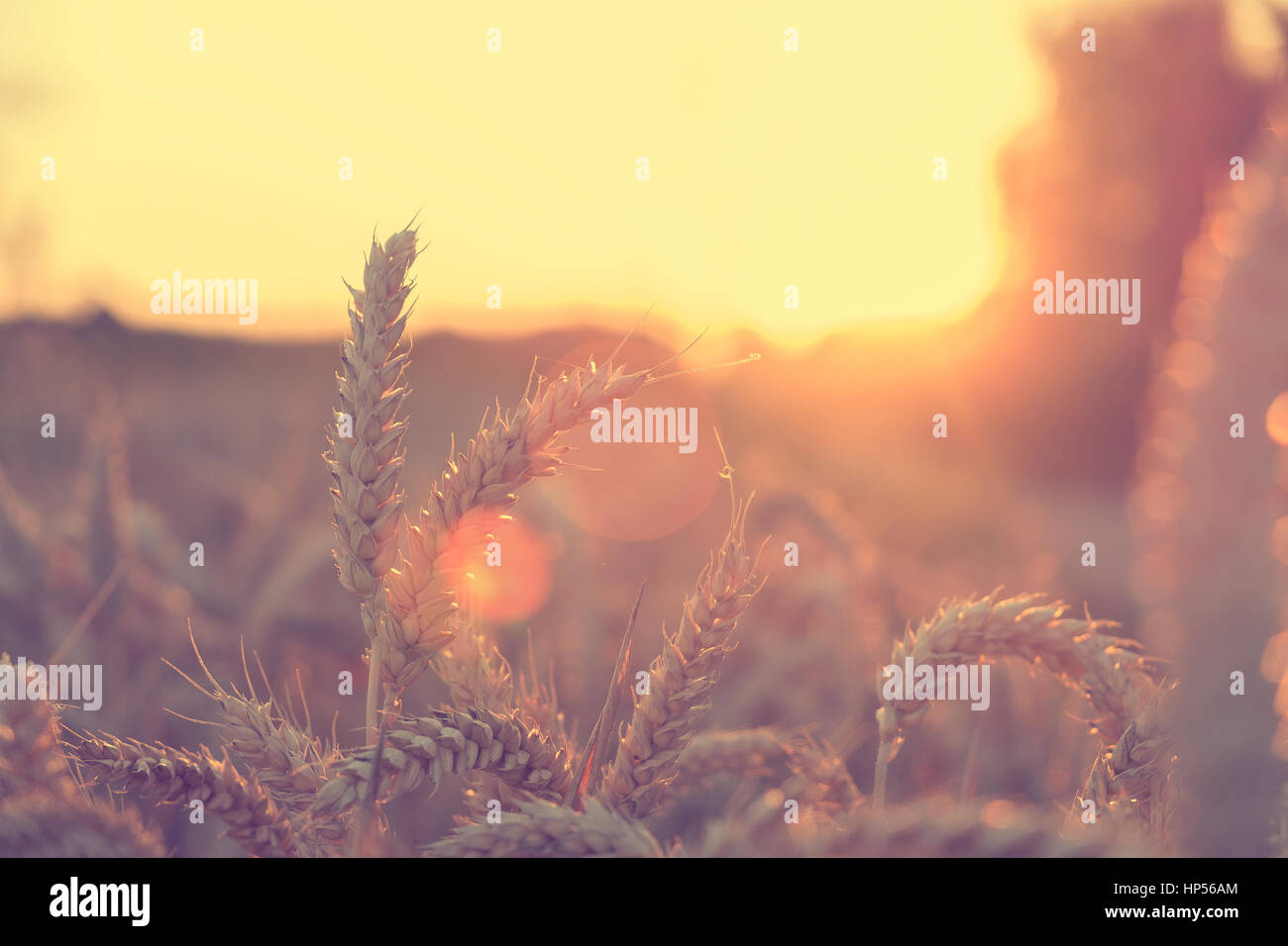Wheat in sunset Stock Photo - Alamy