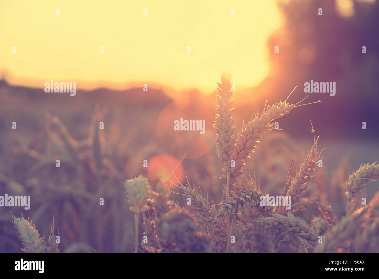 Wheat in sunset Stock Photo - Alamy