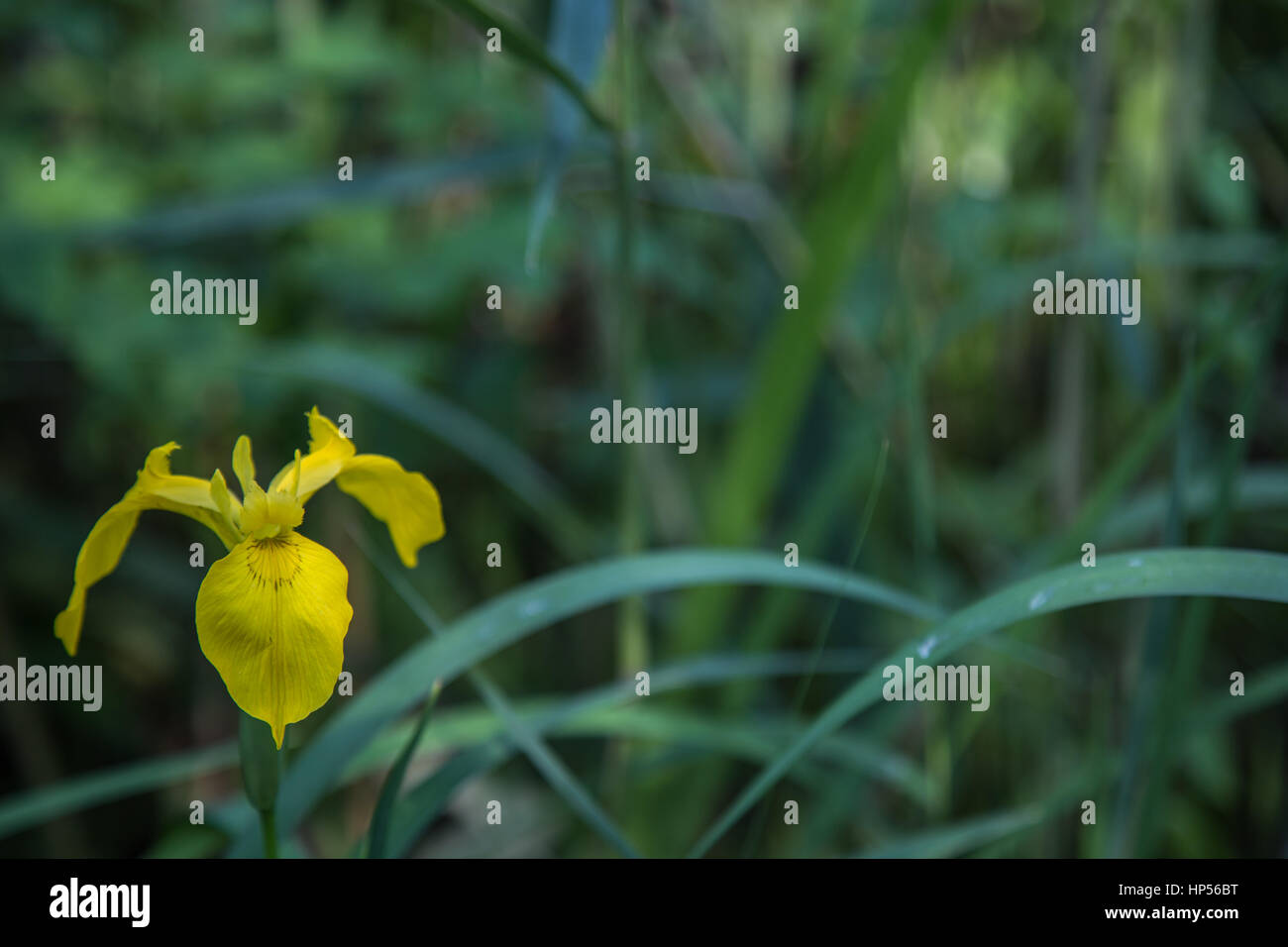 Wild yellow IRIS Solitaire Stock Photo - Alamy