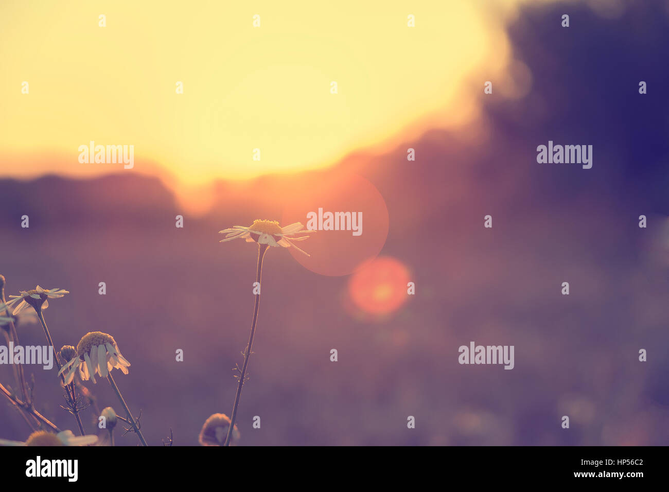 Wildflowers at sunset hi-res stock photography and images - Alamy