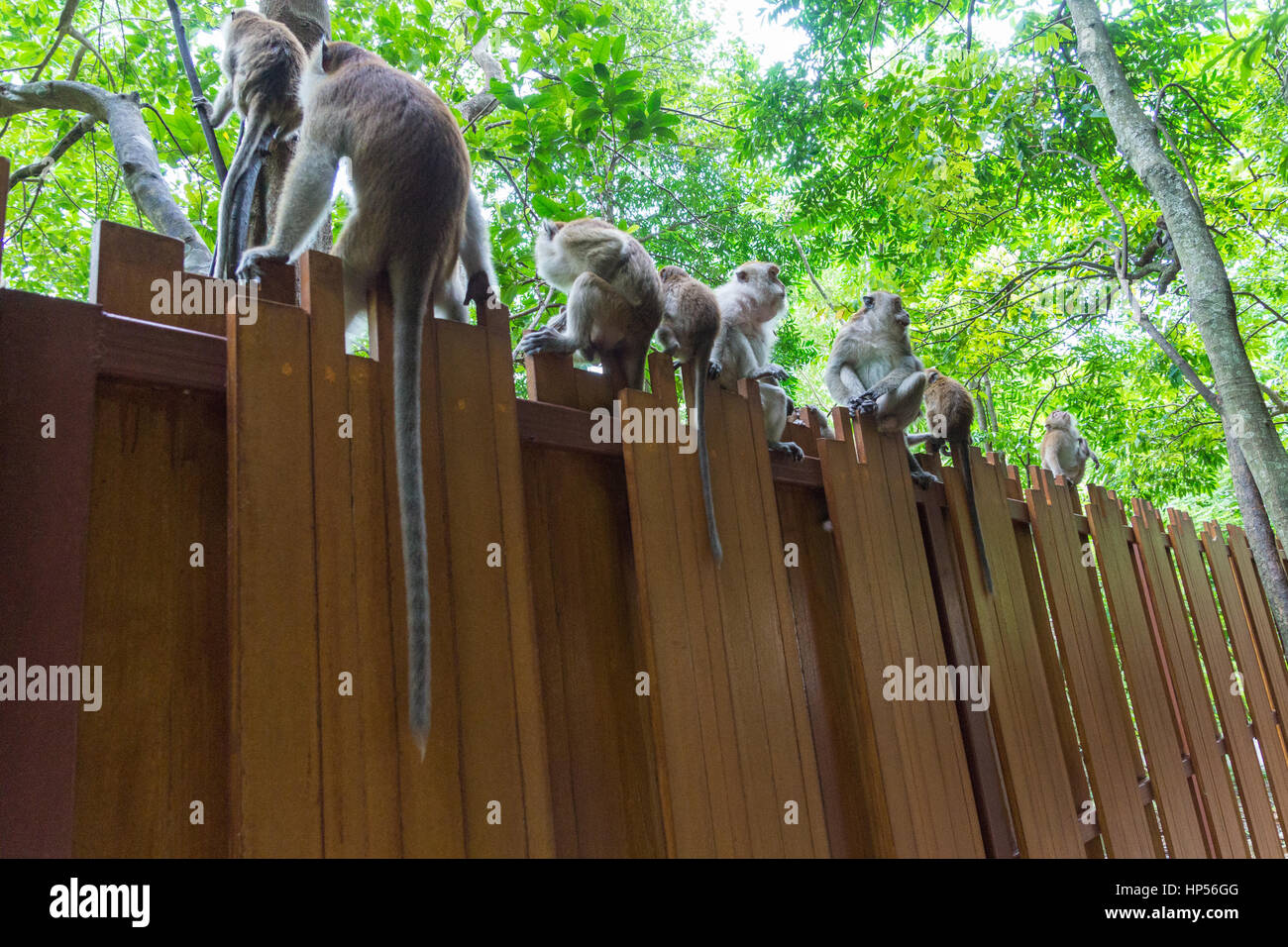 Monkeys sitting on a fence in Thailand, koh phi phi Stock Photo - Alamy