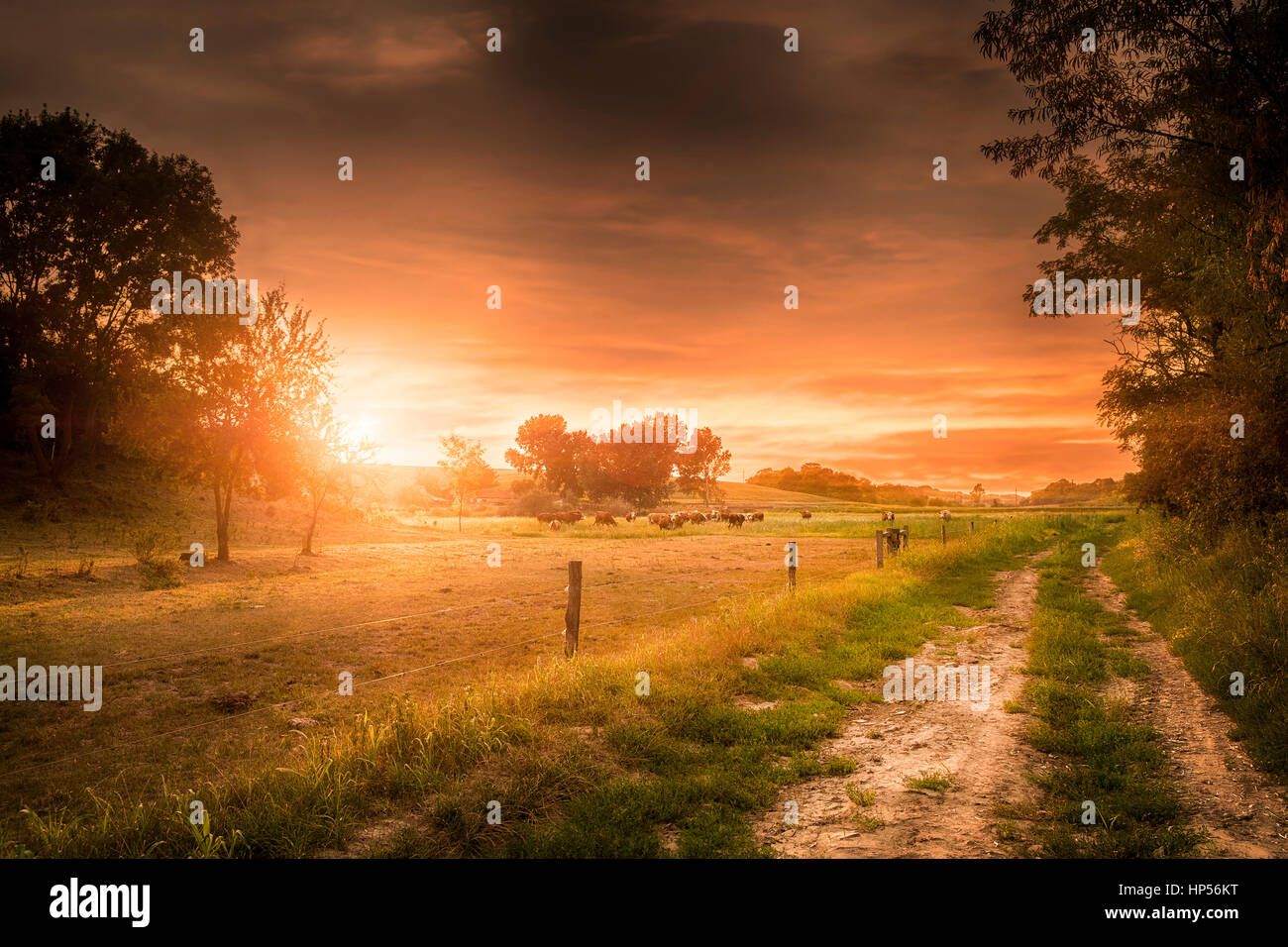 Summer sunset road Stock Photo - Alamy